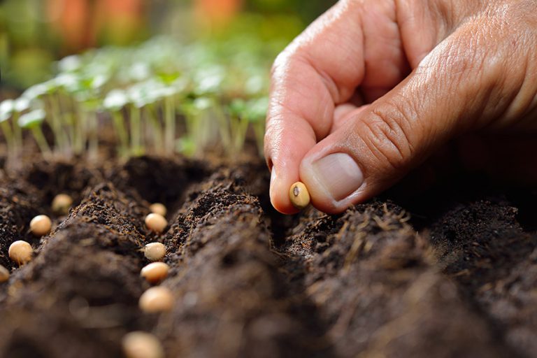 Growers Information Terranova Seeds Australia Growers Information Terranova Seeds Australia