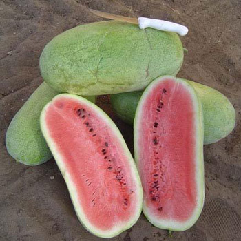 Watermelon CANDY RED - Product Range - Terranova Seeds Australia