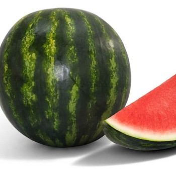 Ocean Fresh – Terranova Seeds Australia