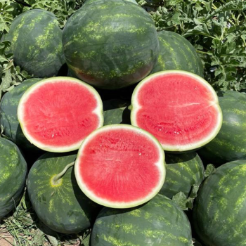 Essence – Terranova Seeds Australia